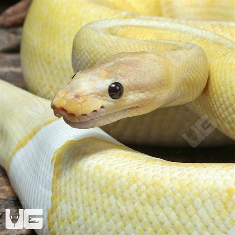 2018 Lavender Albino Spider Ball Python For Sale Underground Reptiles