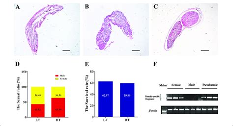 The Identification Of Phenotype And Genotype By And Pcr A C