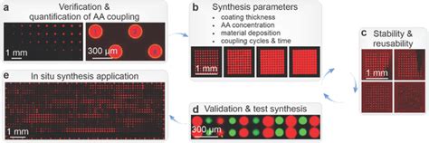 Optimization Pipeline For The Laser‐based In Situ Peptide Microarray Download Scientific