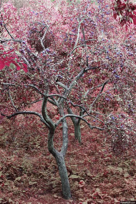 Tree On Make A GIF