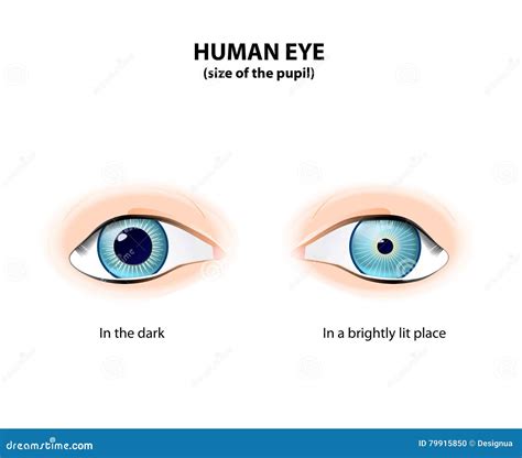 Pupil Dilated And Pupil Constricted Stock Vector Illustration Of Lens