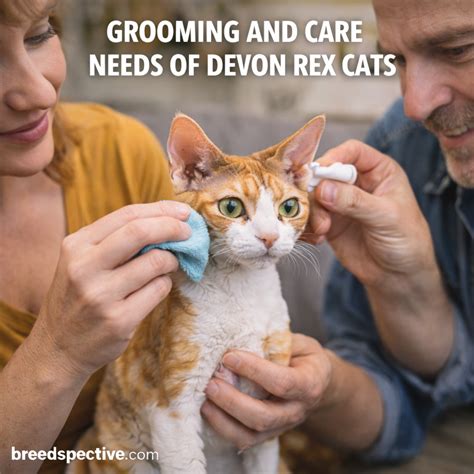 Grooming And Care Needs Of Devon Rex Cats Breedspective