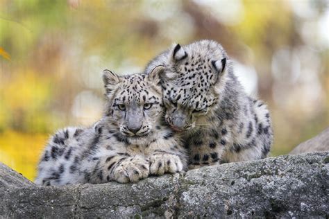Cubs Giving Love A Cute Scene Betwen Two Snow Leopard Cubs Flickr