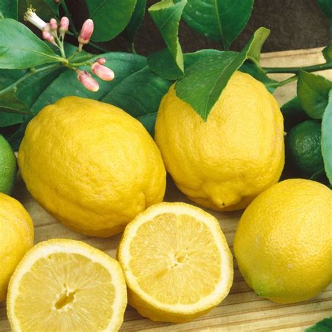 Eureka Lemon