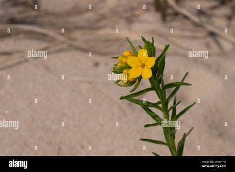 Hoary Puccoon Lithospermum Canescens Growing On A Beach And Sand Stock
