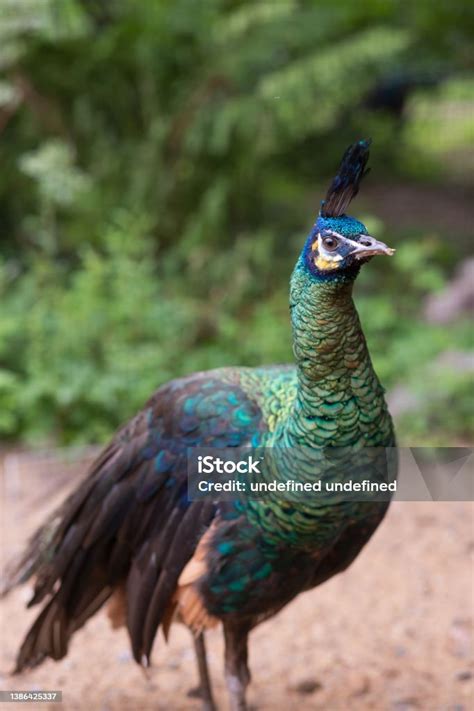큰 금속 색상의 깃털과 아름다운 공작의 초상화 인도 또는 파란색 완두콩 밝은 색상의 수컷 공작이 공원을 통해 먹이를 먹고 숲 공작은 비행 할 수 있습니다 공원에 대한 스톡