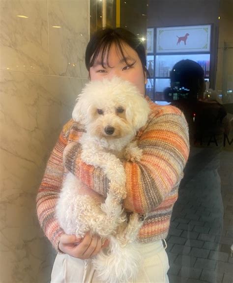 비숑 프리제 머랭이 하이랜드폴드책임분양 애완견책임분양 반려견책임분양 소형견키우는방법 중형견키우는방법 대형견키우는방법 미니