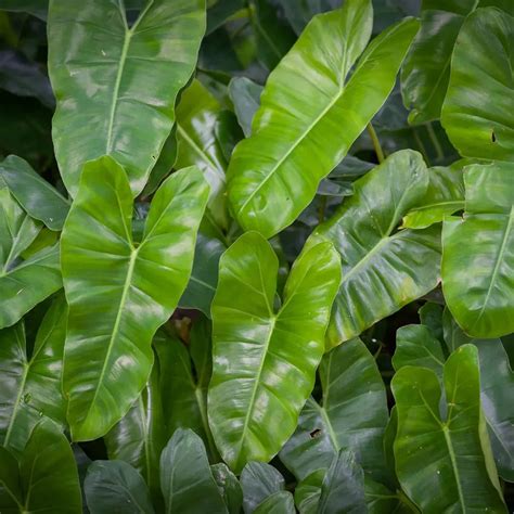 Tipos De Philodendron Clases Y Variedades Pur Plant