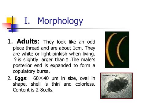 Parasitology Hookworm Pptx Slides 1ppt