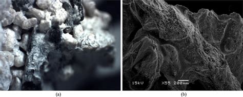 Biochar Serves As Micro Reinforcer Under A Microscope And B Sem Download Scientific Diagram