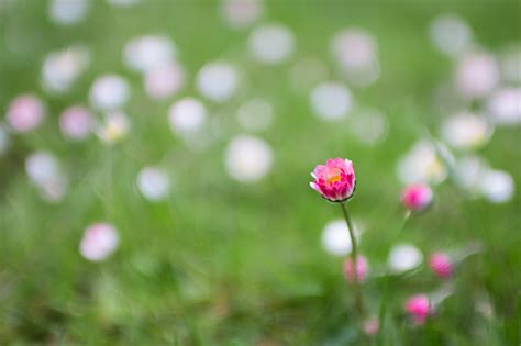 배경 화면 햇빛 꽃들 잔디 녹색 아침 봄 플로라 싹 꽃잎 목초지 야생화 2048x1365 픽셀 컴퓨터 벽지 꽃 피는 식물 닫다 연간 공장