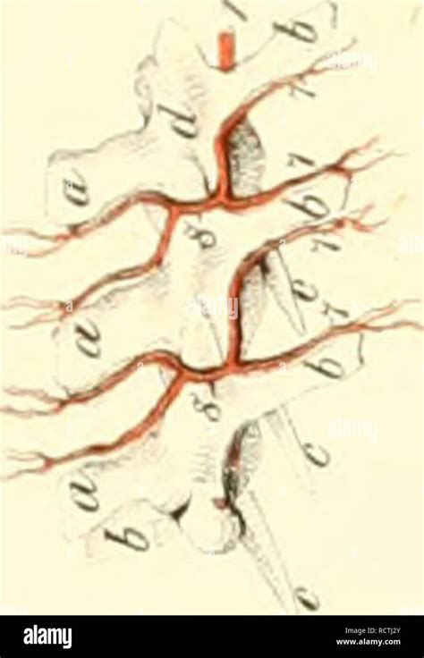 De Systemate Vasorum Psammosauri Grisei Varanus Griseus Anatomy