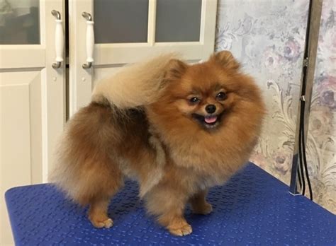 Стрижка собак Grooming в г Барселона объявление №50842