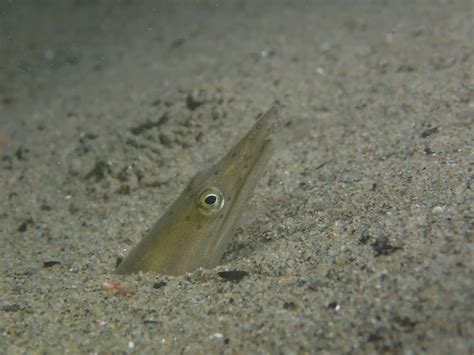 Serpent Eel Facts Diet Habitat And Pictures On Animaliabio