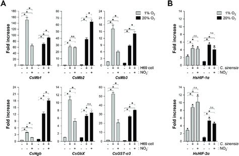 Induction Profiles Of Globin And Hypoxia Inducible Factor Hif Genes Download Scientific