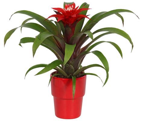 Гузмания Стайно растение ᐉ Онлайн от Kaufland хипермаркет ⭐ Broshura Bg