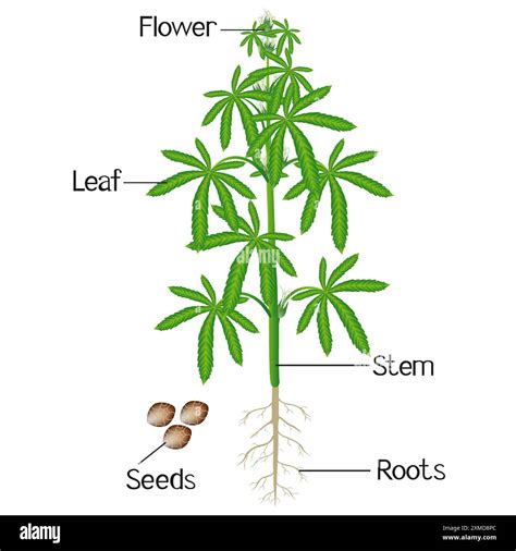 Parts Of The Female Cannabis Plant On A White Background Stock Vector