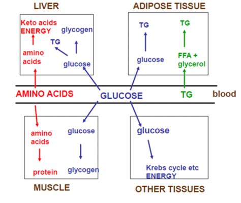 Absorptive State Flashcards Quizlet