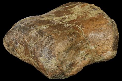 42 Triceratops Toe Bone Montana 130260 For Sale