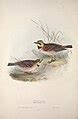 Categorythe Birds Of Europe Gould Volume 3 Wikimedia Commons