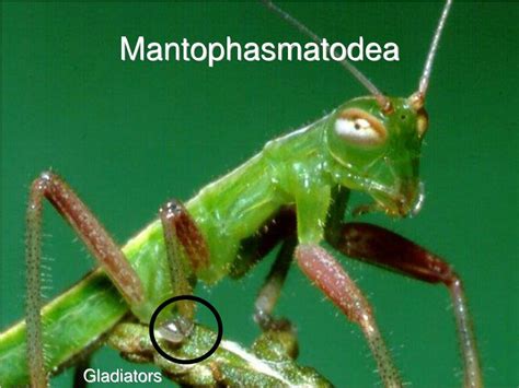 Ppt Mantodea Powerpoint Presentation Free Download Id 2959039