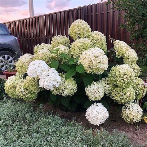ДАЧА БЛОГ ландшафт и сад в Instagram «Друзья продолжаем знакомить вас с лучшими садами наших