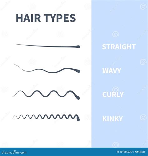 Hair Types Chart Set Of Strands Growth Patterns Vector Illustration CartoonDealer Com 261966076