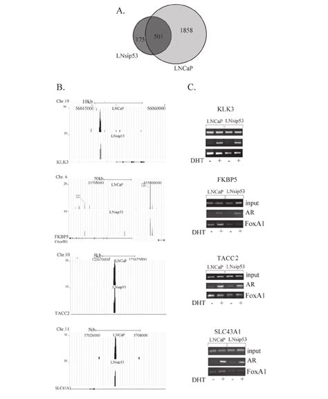Mapping Of Chip Enriched Signals To Predicted Genes And Validation Of