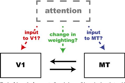 Figure 1 From A Normalization Model Suggests That Attention Changes The Weighting Of Inputs