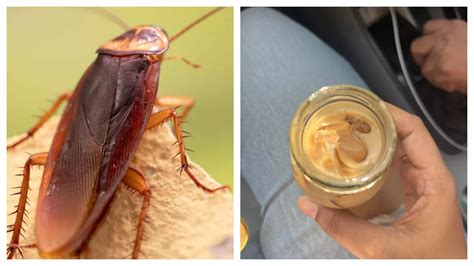 Floating Cockroach Found In Lopéras Iced Latte Leaves Netizens Furious