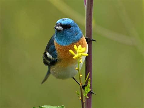 Mdba Field Trip West Briones Regional Park Mount Diablo Bird Alliance