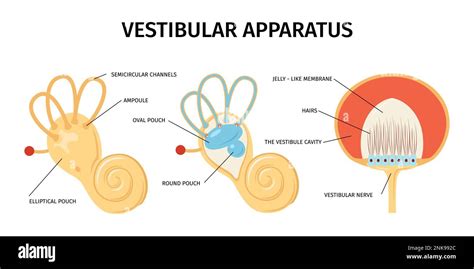Otolith Organs And Semicircular Canals