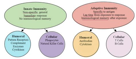 Immunodeficiency Diseases Flashcards Quizlet