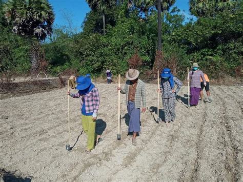 ရေဖြူမြို့နယ်တွင် ဆောင်းသီးနှံအဖြစ်နှမ်း ၃ ဧကစမ်းသပ်စိုက်ပျိုး