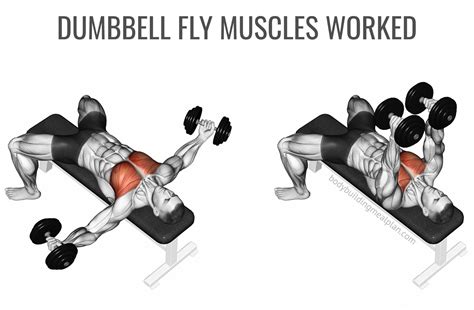 Dumbell Fly Artofit