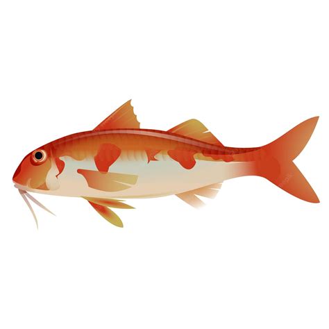 Premium Vector Red Mullet