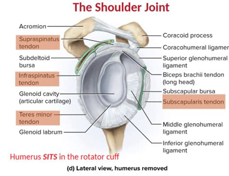 Lecture Flashcards Quizlet