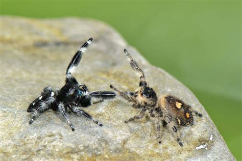 jumping spiders seem to recognise each other if they have met before