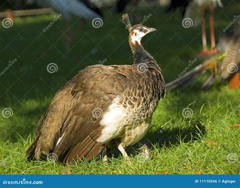 Female Peacock Posing In Front Of Chaenomeles Speciosa Tree Stock Image