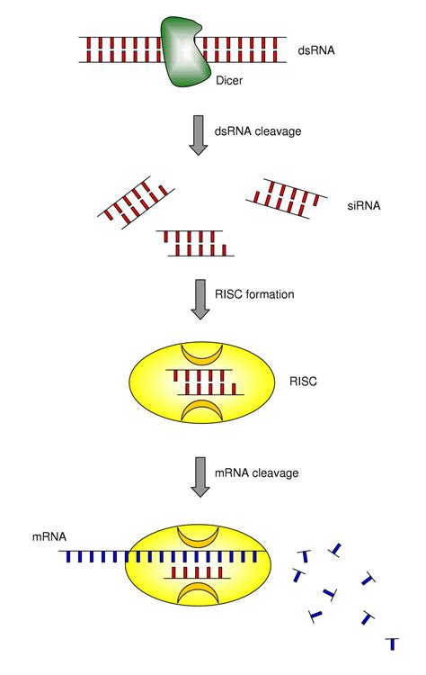 Using Small Interfering RNA For Treating Alzheimers Disease BIOL UNBC Molecular Cell