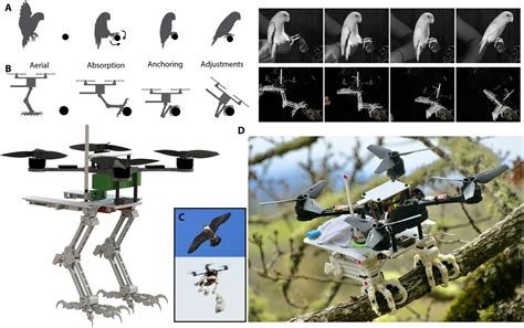 Engineers Create Perching Bird Like Robot News University Of Groningen