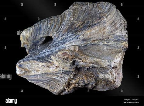 Fossilized Colonial Sponge Genus Chaetetes Carboniferous Period