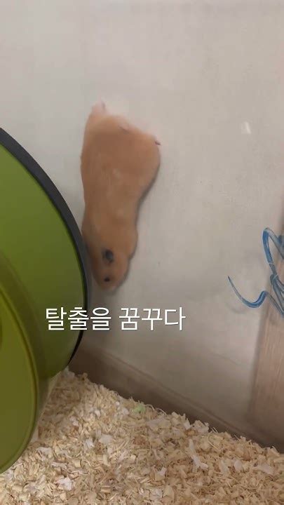탈출을꿈꾸는 햄스터 Youtube