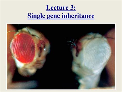 PPT Lecture 3 Single Gene Inheritance PowerPoint Presentation Free Download ID 2127433