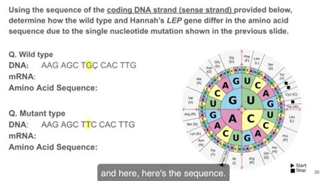 Solved Using The Sequence Of The Coding Dna Strand Sense