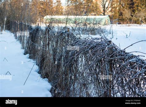 A Fence Overgrown With Branches Around A Garden Plot In Winter