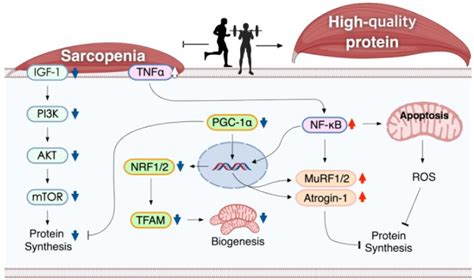 Effects Of Exercise Training On The Biochemical Pathways Associated With Sarcopenia Pmc