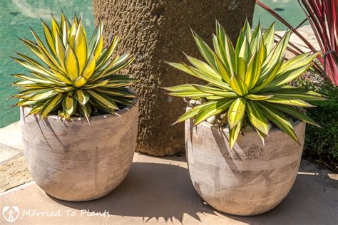 Potted Agave Plant Potted Agave Plant By Hold Still Photography Wall