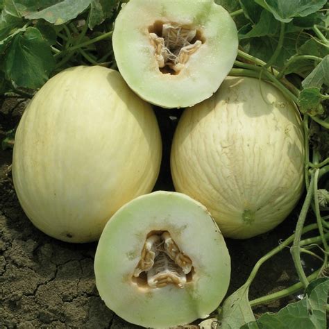 8 Types Of Melons Pudin Garden