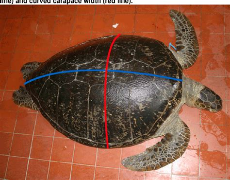 Figure From A Veterinarians Guide For Sea Turtle Post Mortem Examination And Histological